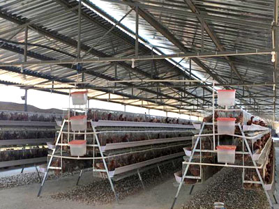 Layer Cages For Sale | A Type H Type Chicken Layer Cage | FamTECH