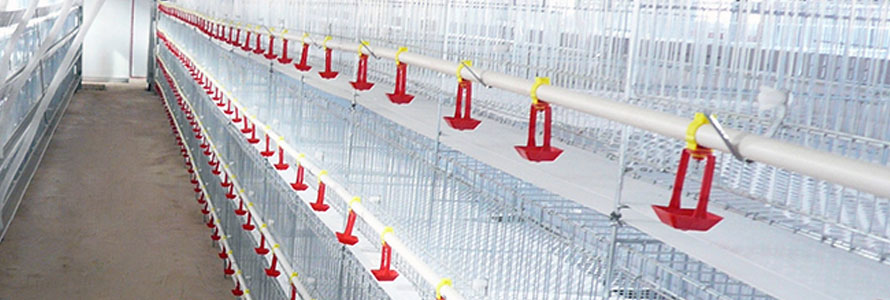 H Type Layer Chicken Cage | H Type Battery Cages | FamTECH