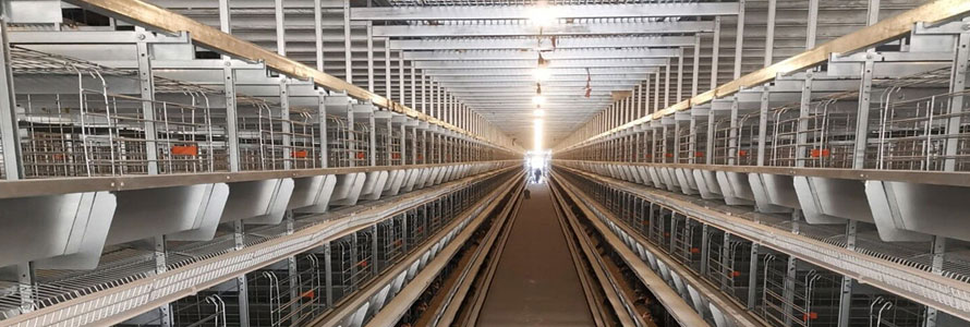 H Type Layer Chicken Cage | H Type Battery Cages | FamTECH